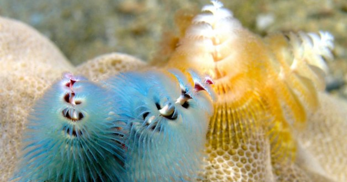 Así son los animales marinos más raros del mundo