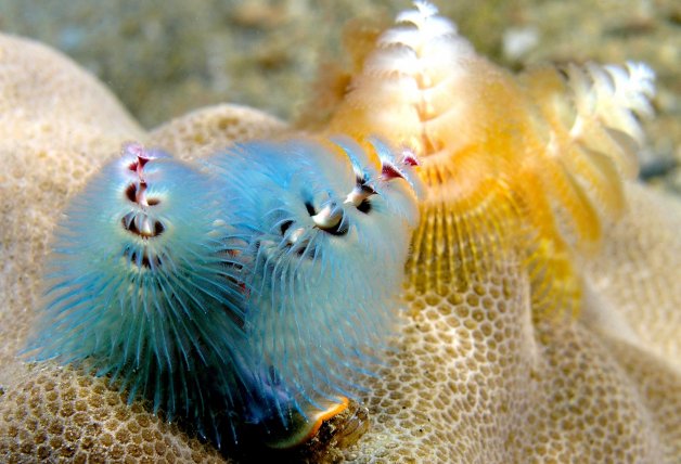 Así son los animales marinos más raros del mundo