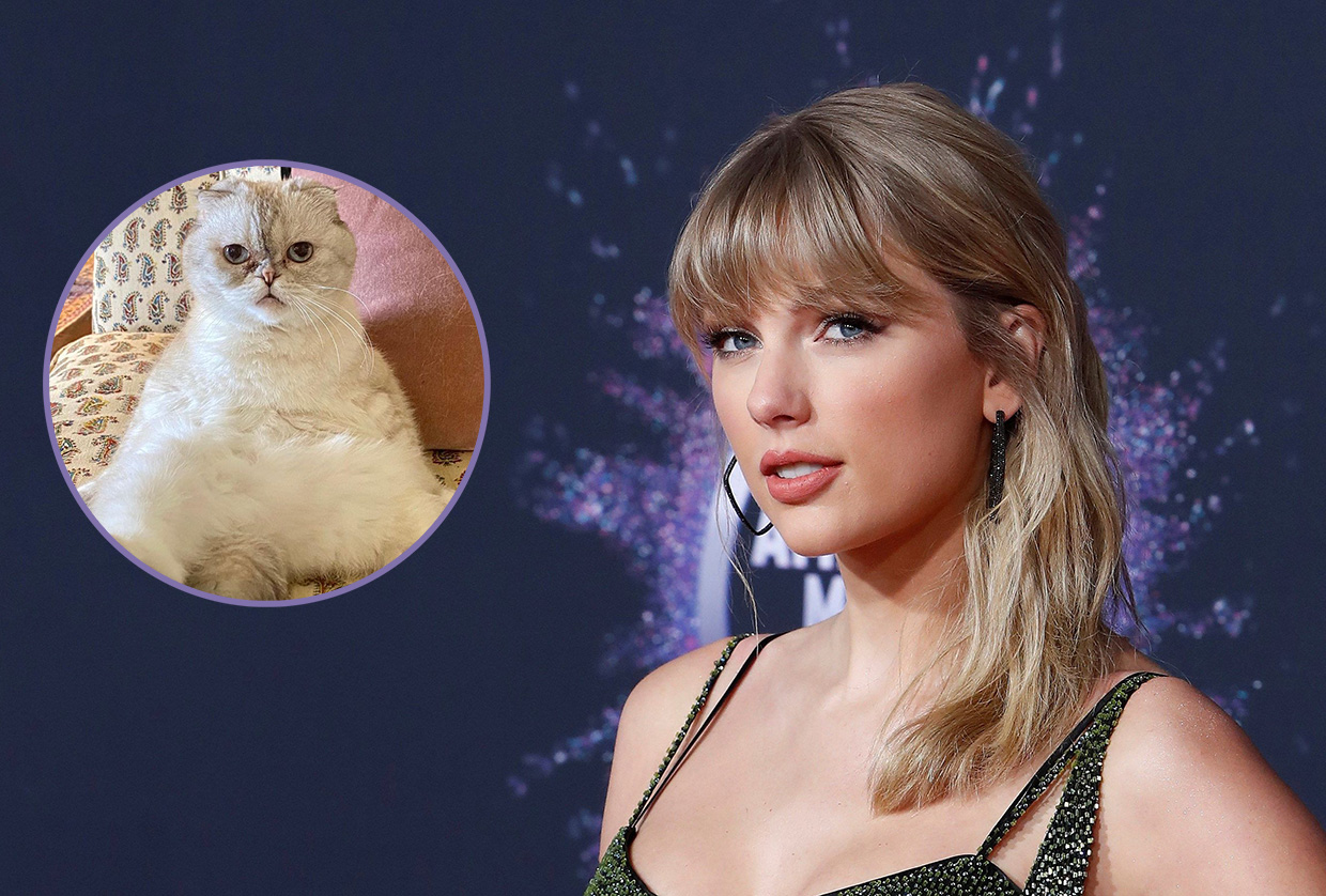 Los famosos, locos por sus gatos: sus fotos más bonitas